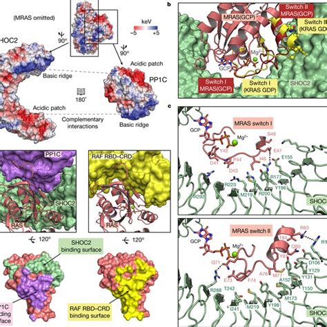 Shoc2 Pp1c Ras Substrate Recognition And Biological Mutations A Download Scientific Diagram
