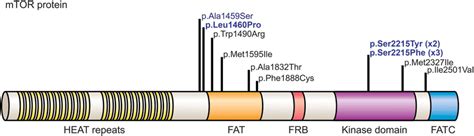 Domain Structural Organization Of Mtor Protein With The Positions Of Download Scientific