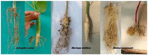 Seedling Characteristics Of Three Oily Species Before And After Root