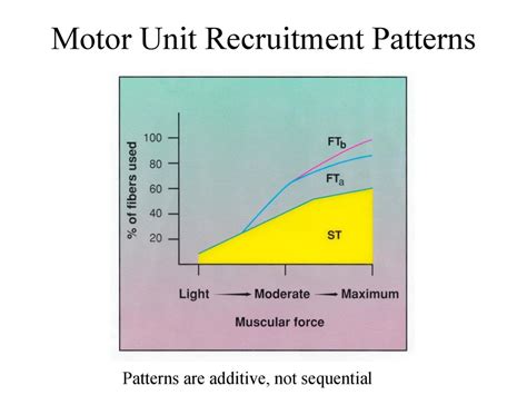 Alpha Motoneuron Ppt Download