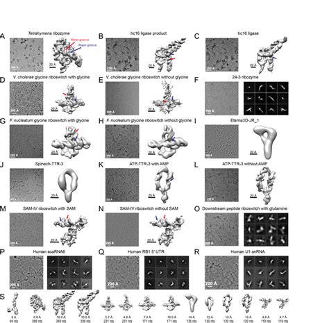 Cryo Em Resolves The Global Architectures Of Rna Molecules Cryo Em