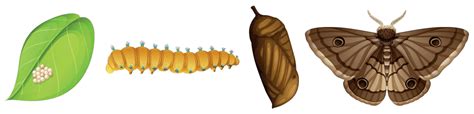 Bed Bug Life Cycle Cimex Lectularius Insect Cimicidae Insects Vector