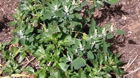 Common Garden Weeds Identification