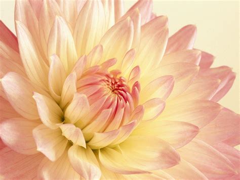 Pink And Yellow Flowers Wallpapers Top Free Pink And Yellow Flowers