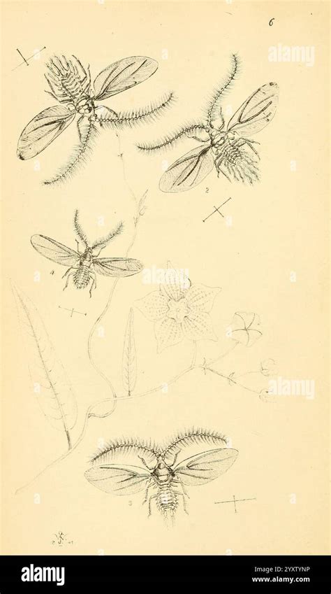 Arcana Entomologica Or Illustrations Of New Rare And Interesting Insects London William