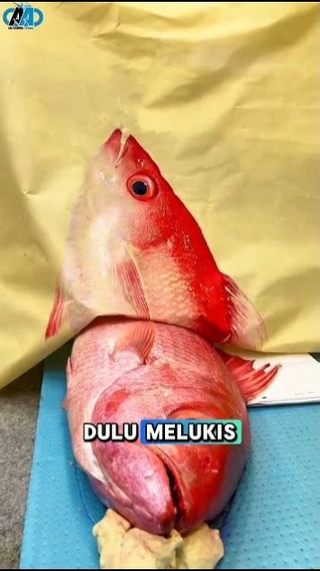 Seni Melukis Dari Ikan Seni Kreatif Melukis Ikan Art Youtube