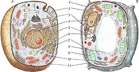 Подпиши что изображено на рисунке под буквами А и Б под цифрами 1 11 Школьные Знания Com