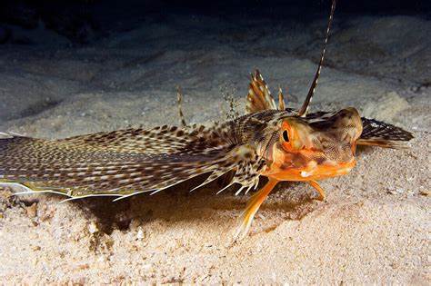 Hawaii The Oriental Flying Gurnard License Image 70424169 Image
