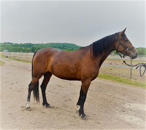 Jersey Boko Travera Nu