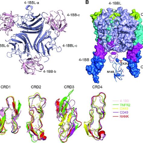 Overall Structure Of The 4 1bb 4 1bbl Complex And The Crds Of 4 1bb Download Scientific