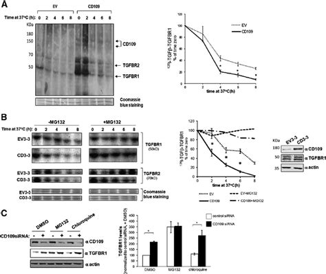 Cd109 Accelerates Tgfbr1 Proteasomal Degradation A B Af Fi Nity