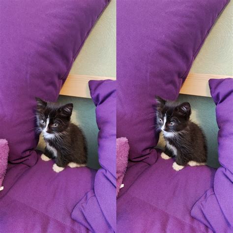 Puppet Kitten Пикабу