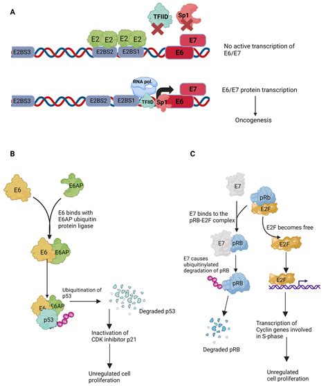 Protein Dna Interactions Regulate Human Papillomavirus Dna Replication Transcription And
