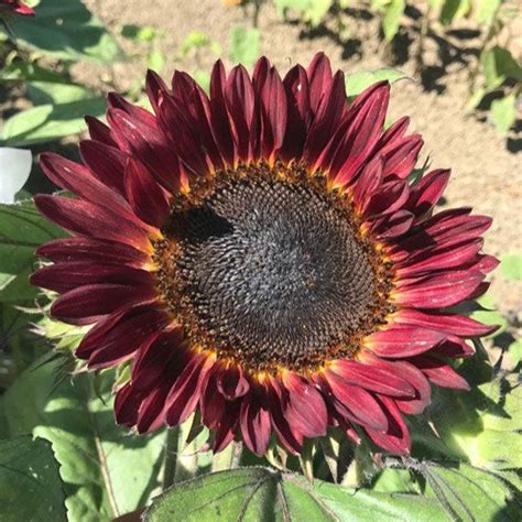 Sunflower Procut Red Flower Seeds In Packets And Bulk Bulk Seed Store