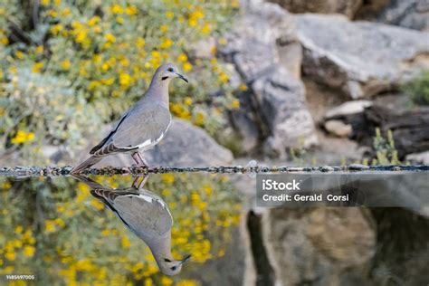 흰날개비둘기는 미국 남서부에서 멕시코 중미 카리브해까지 자생하는 비둘기입니다 소노 란 사막 애리조나 물에 반사 0명에 대한 스톡 사진 및 기타 이미지 Istock