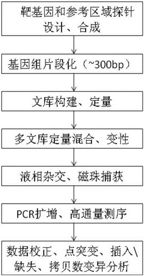 Probes Method And Chip For Detecting Alpha Andor Beta Thalassemia
