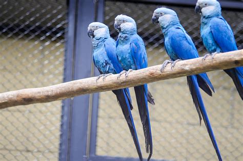 Institutional Conflict Puts Successful Spixs Macaw Reintroduction At Risk