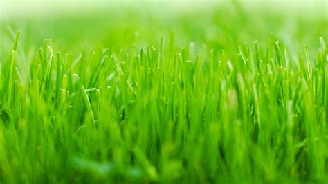 Natural Grass Wallpapers Top Free Natural Grass Backgrounds