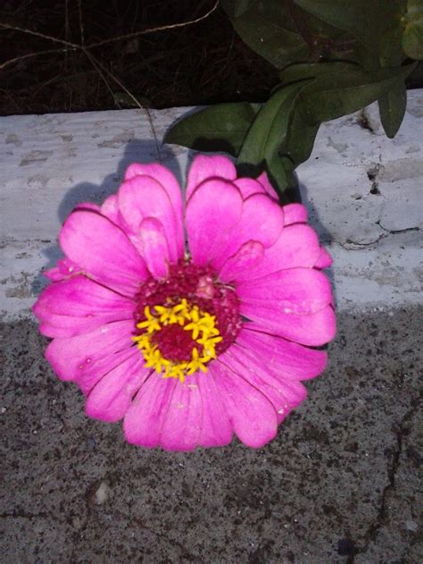 Pin By Doris Baptista On Magic Garden Garden Plants Flowers