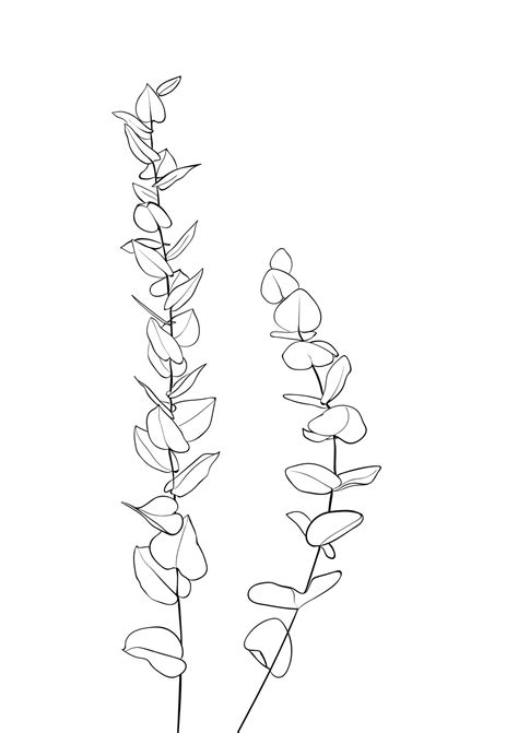 Premium Vector Eucalyptus Leaves One Line Drawing Art Vector
