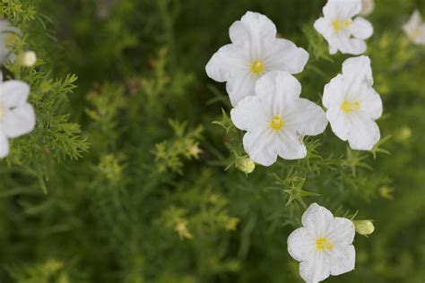 How To Grow Nierembergia Garden Chronicle