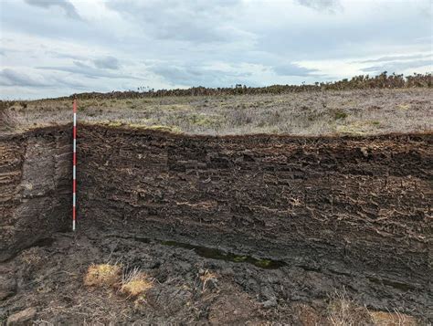 The Bog Is Where Forensics And Archaeology Meet To Solve ‘cold Cases