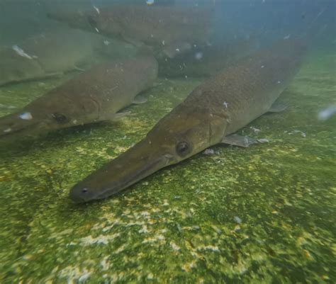 Foto Kubanski Naučnici U Trci S Vremenom Da Spasu Ribu Staru Koliko I