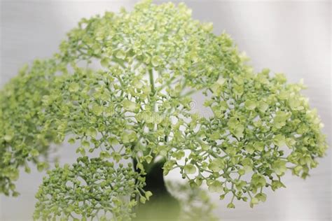 Cluster Of Tiny Blooming White Hydrangea Flowers On Green Stems Stock