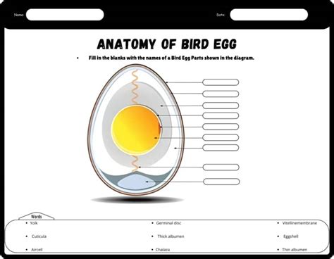 Bird Egg Anatomy Parts Of An Egg Labeling Diagramwords Aerch