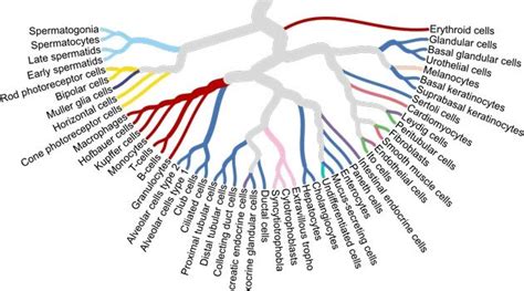 A Single Cell Type Map Of Human Tissues Flipboard