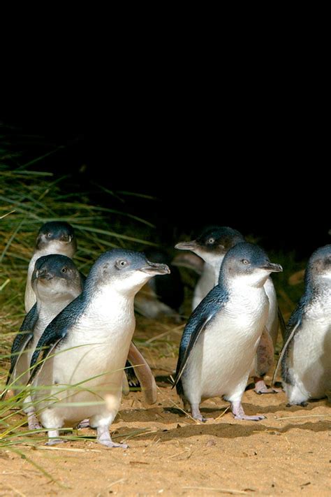 Penguins In Australia Blue Penguin Size Predators And Facts