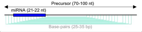 Schematic Representation Of Mirna Box And Precursor Stem Loop