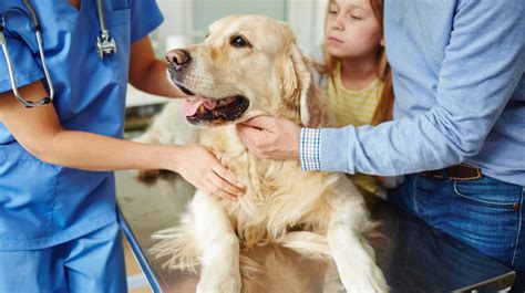 Stem Cell Treatment For Dogs Pet Health Insurance And Tips