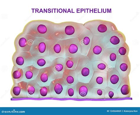 Transitional Epithelium Urinary Bladder