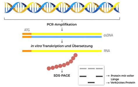 Protein Truncation Test Labster