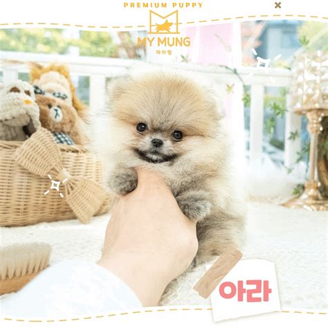 세이블 포메 여아 마이멍