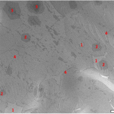 Sem Image Of Cvd Graphene Grown On A Cu Foil Presenting Various Download Scientific Diagram
