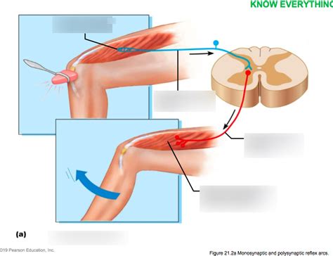 Monosynaptic And Polysynaptic Reflex Arcs Diagram Quizlet