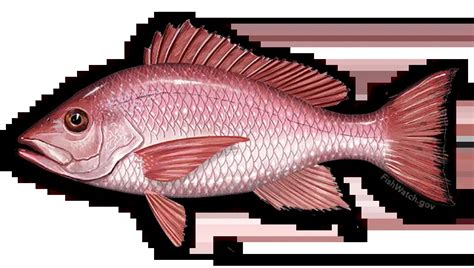 Best Snapper Fishing Charters In New Orleans