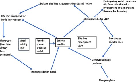 Genomic Selection Scheme Gebv Genomic Estimated Breeding Value