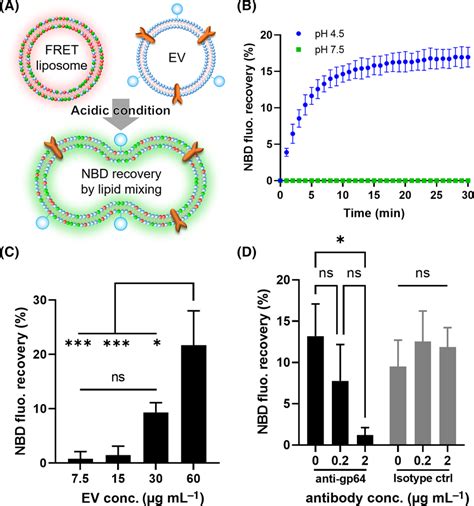 A Schematic Illustration Of Fret‐based Lipid Mixing Assay Using Evs Download Scientific