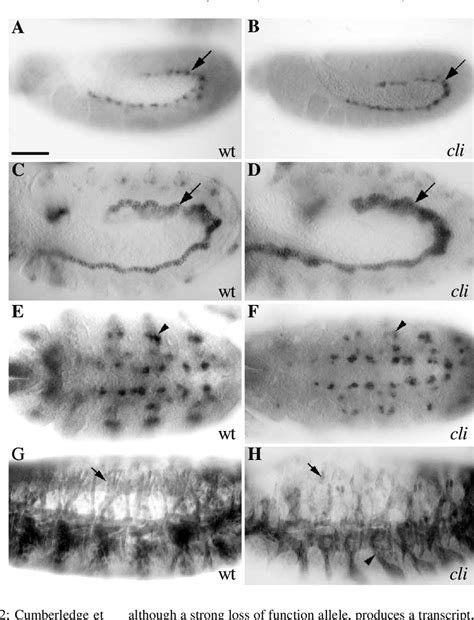 Cli Function Within The Mesoderm Is Relatively Specific To Sgp Cell Download Scientific Diagram
