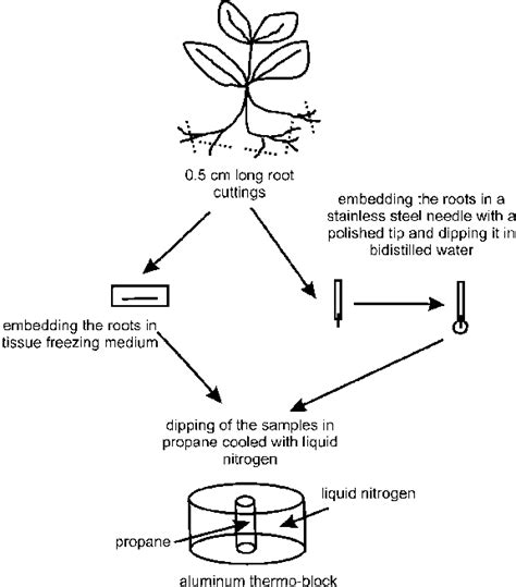 1 Schematic Representation Of Root Sample Preparation And Rapid Freezing Download Scientific