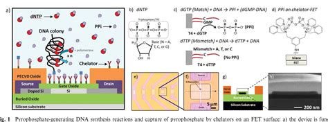 Pyrophosphate Dna Replication