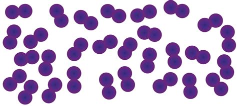 Enterococcus Hirae Acute Pyelonephritis With Enterococcus Hirae And