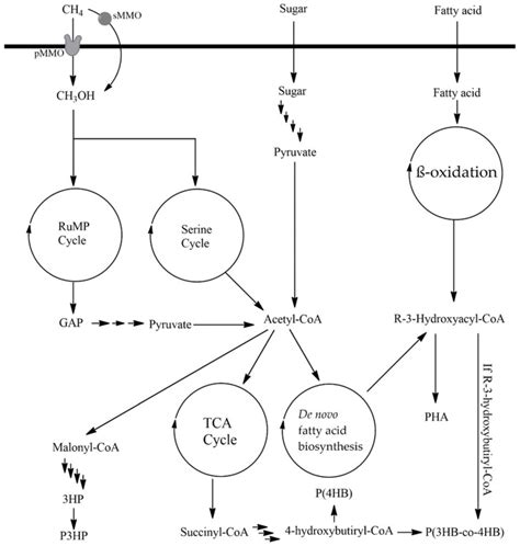 A Review Of Polyhydroxyalkanoates Characterization Production And