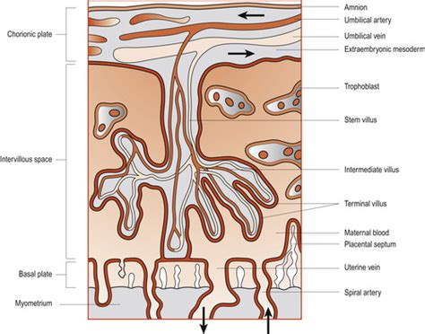 Chorionic Plate