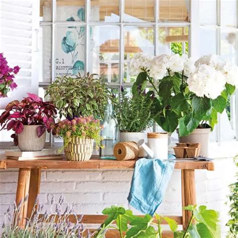 Guía Definitiva Para Cuidar La Planta Lila O Lilo Cultivo En Maceta