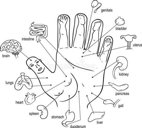 De Punten Van De Acupunctuur Op Palm Vector Illustratie Illustration