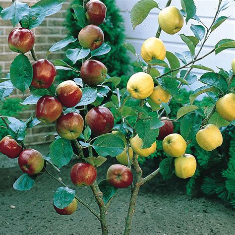 Fruit Trees Home Gardening Apple Cherry Pear Plum Dwarf Rootstock